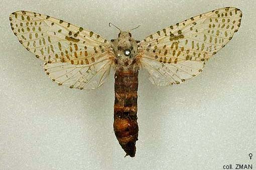 Papua Insects Foundation (Lepidoptera/Cossidae/Zeuzera reticulata)